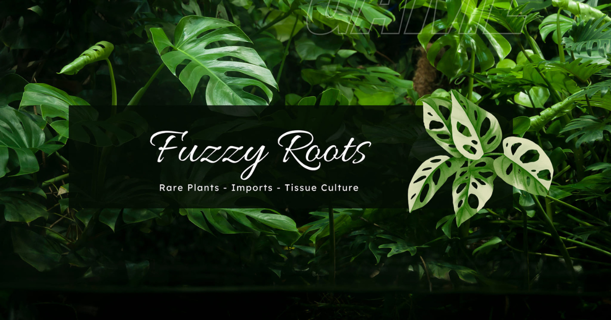 Rare & Exotic Indoor Plants | Fuzzy Roots – Greenhouse-Grown & Shipped ...