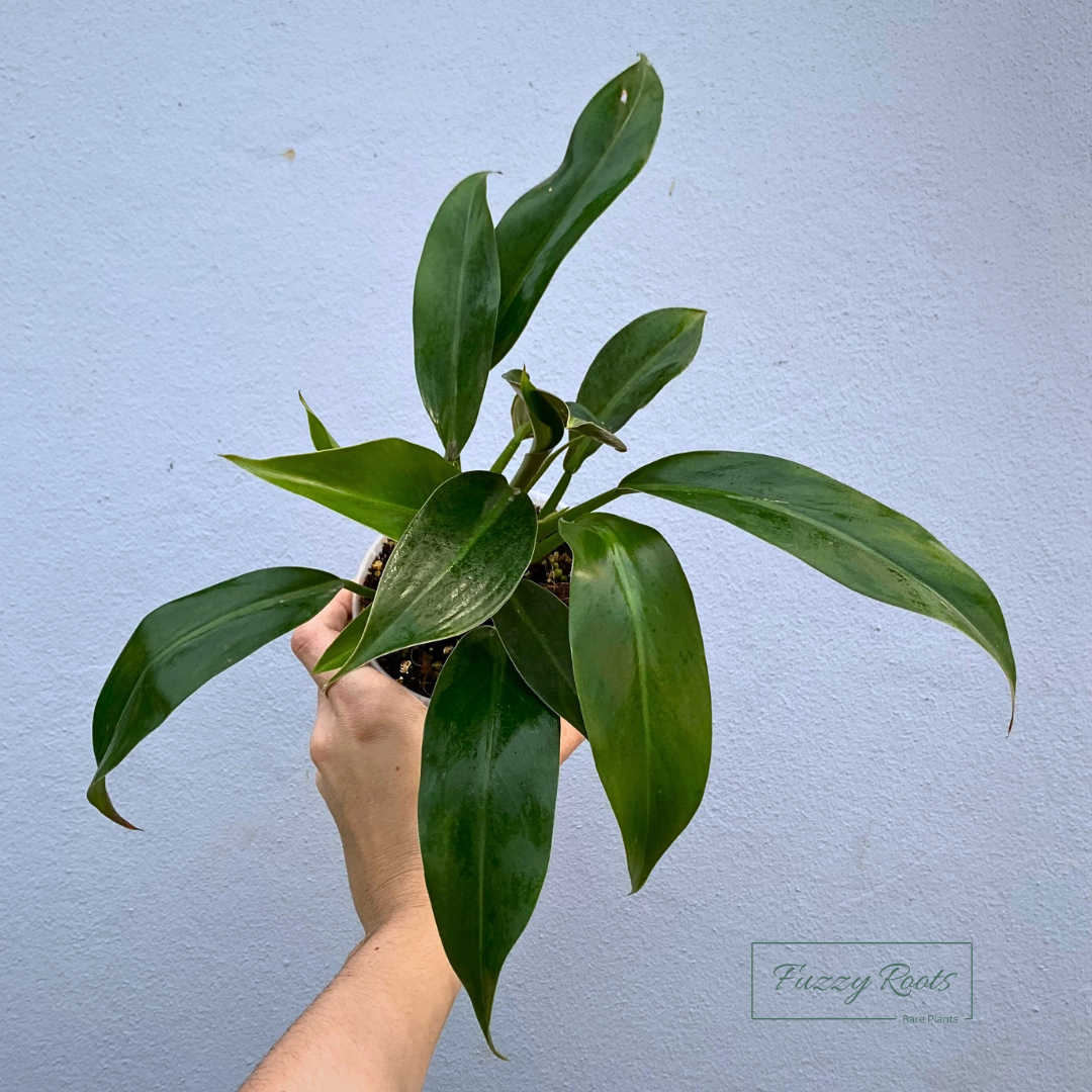 Rare & Exotic Indoor Plants | Fuzzy Roots – Greenhouse-Grown & Shipped ...